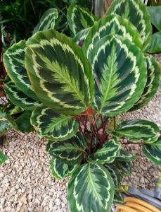 How do you Care for Calathea Indoors? – Gardener Report