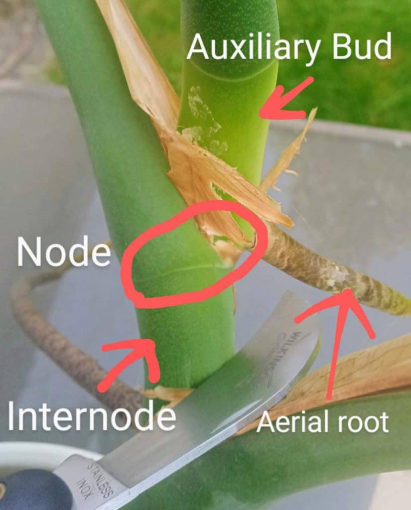 How to Propagate Monstera in Water (With Pictures) – Gardener Report