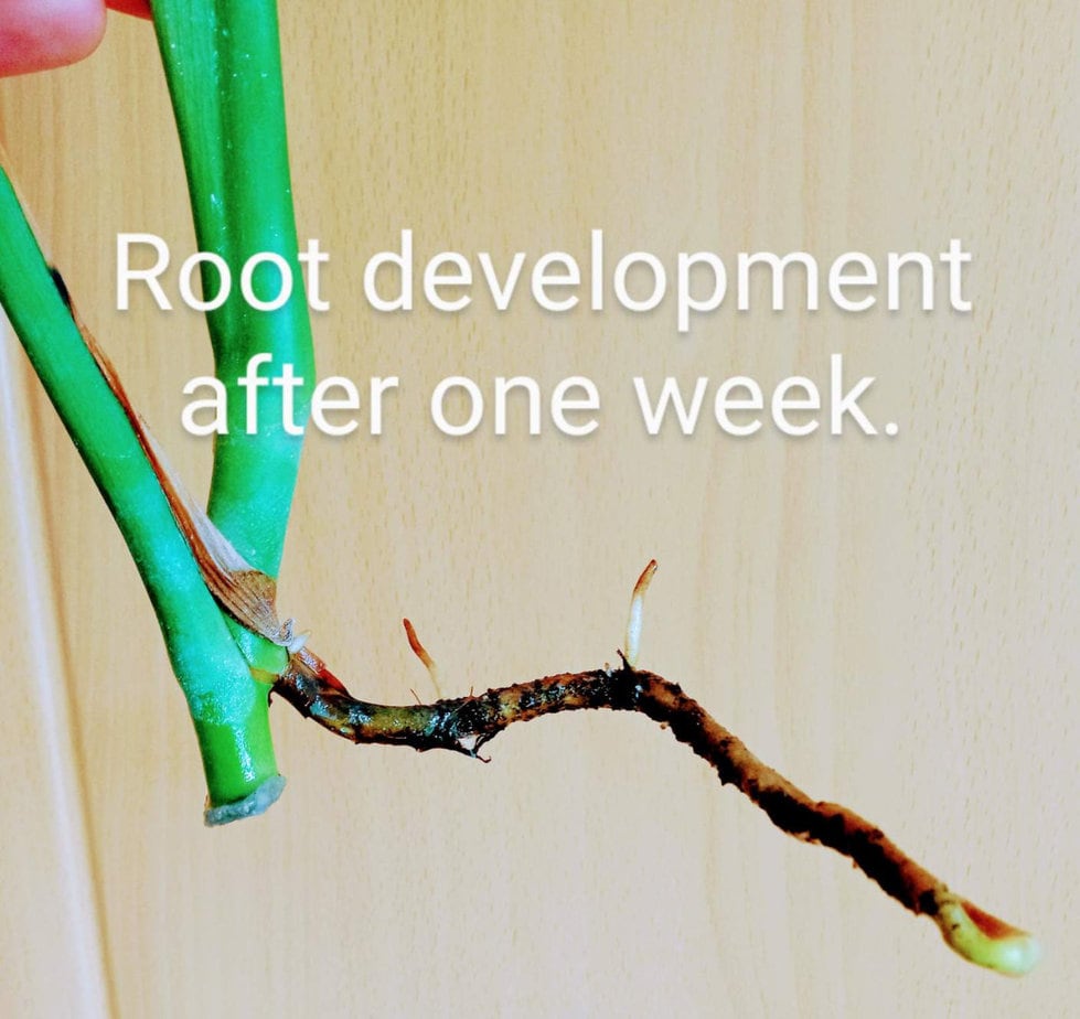 How to Propagate Monstera in Water (With Pictures) – Gardener Report