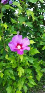 How to Revive a Dying Hibiscus – Gardener Report