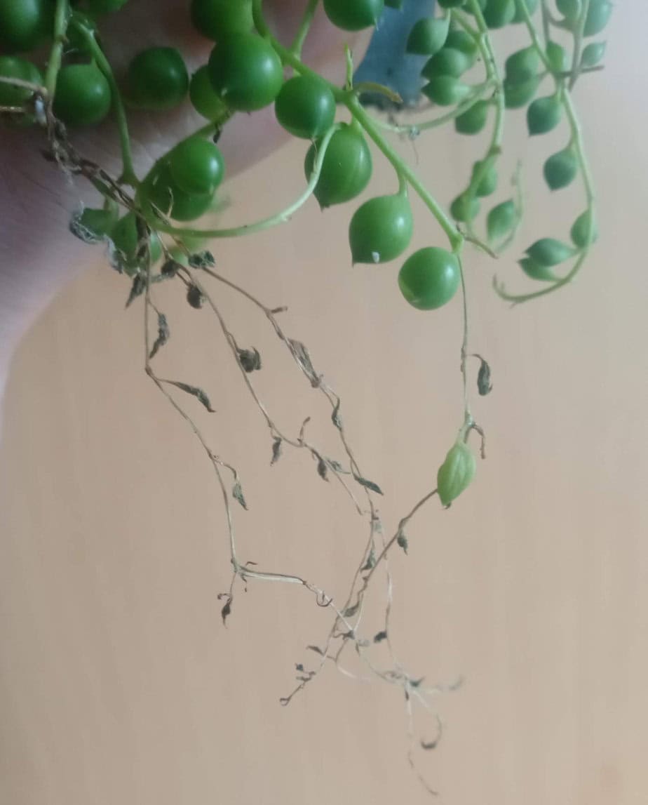 How to Revive a Dying String of Pearls Plant – Gardener Report